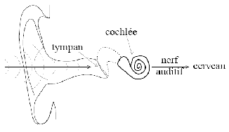 L'audition - Le système auditif ou l'oreille